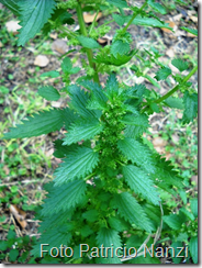 Las Plantas para la Salud: Ortiga mayor (Urtica dioica)